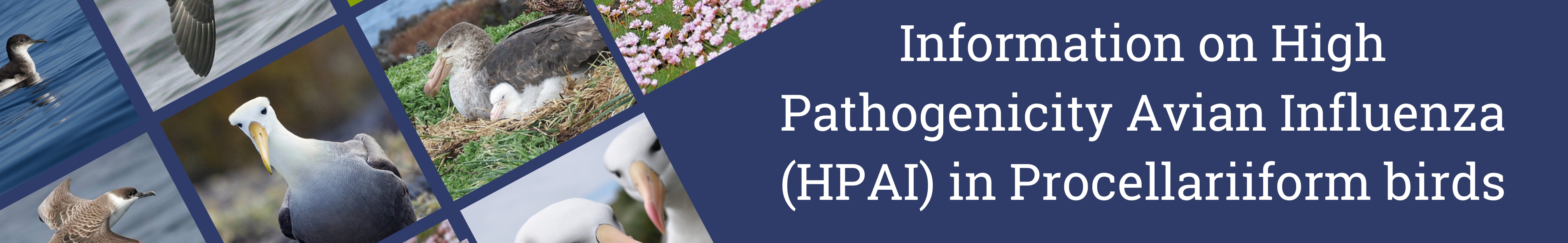 Agreement on the Conservation of Albatrosses and Petrels - Home